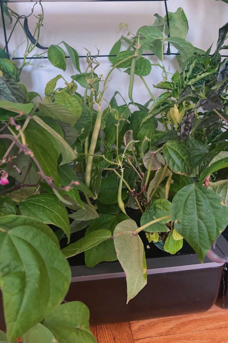 How to Grow Gold Rush Beans