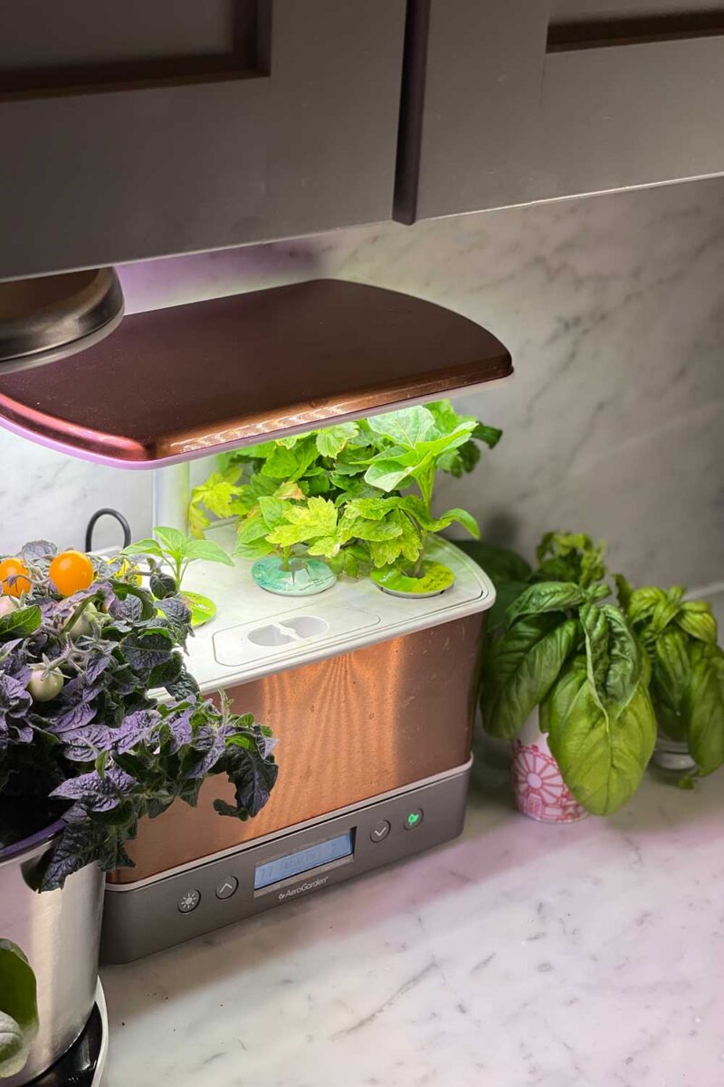Growing Herbs Indoors: A Beginner's Guide