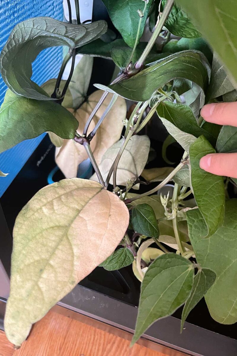 Click & Grow Review: Is the Smart Garden Worth It?