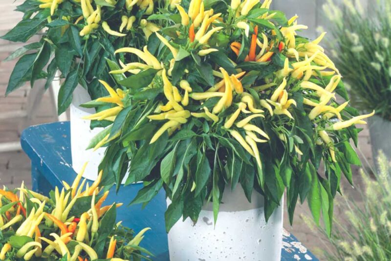 The Prettiest Ornamental Peppers You Should Grow