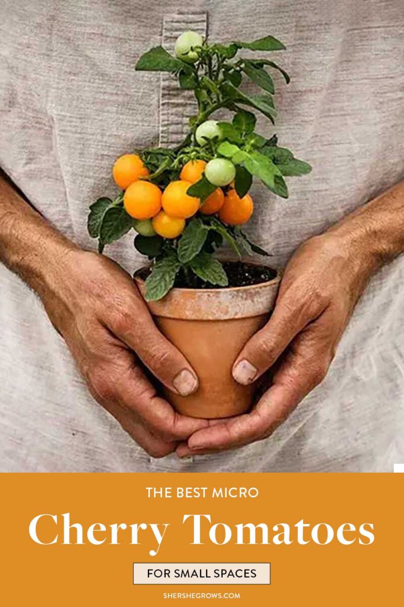 39 Dwarf Cherry Tomato Varieties for Small Space Gardening