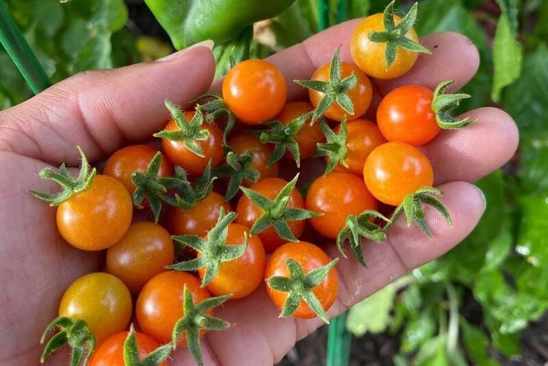 39 Dwarf Cherry Tomato Varieties for Small Space Gardening