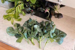 How to Grow Chinese Broccoli (Gai Lan)