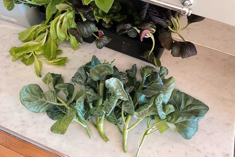 How to Grow Chinese Broccoli (Gai Lan)