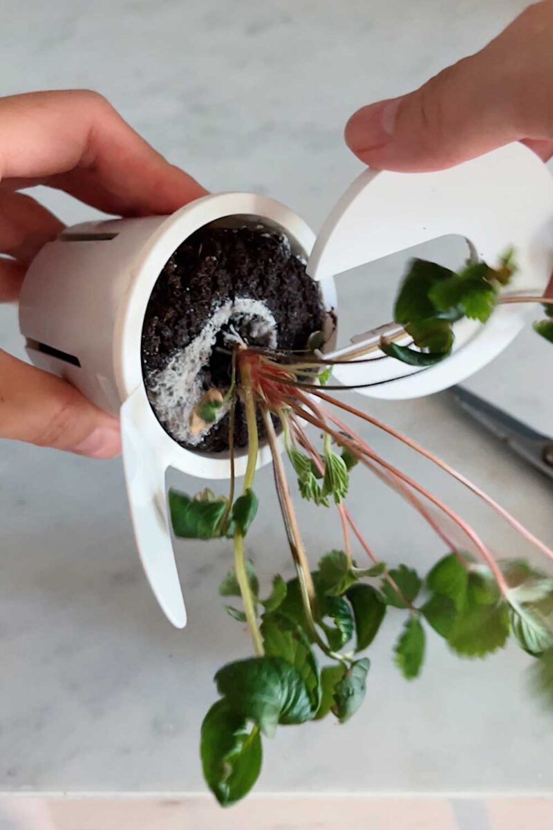 How to Get Rid of Mold or Algae in an Indoor Garden