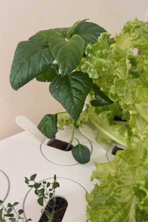 Click & Grow Review: Is the Smart Garden Worth It?