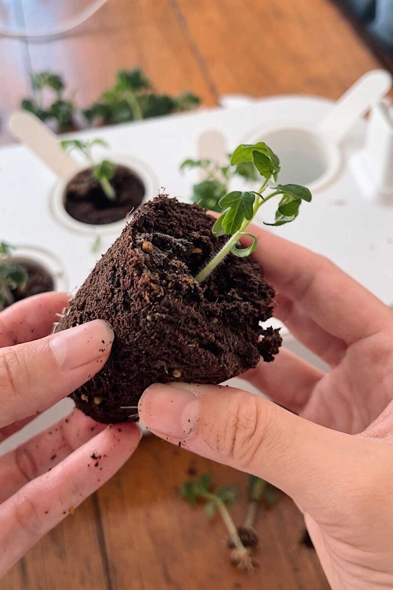 Click & Grow Review: Is the Smart Garden Worth It?