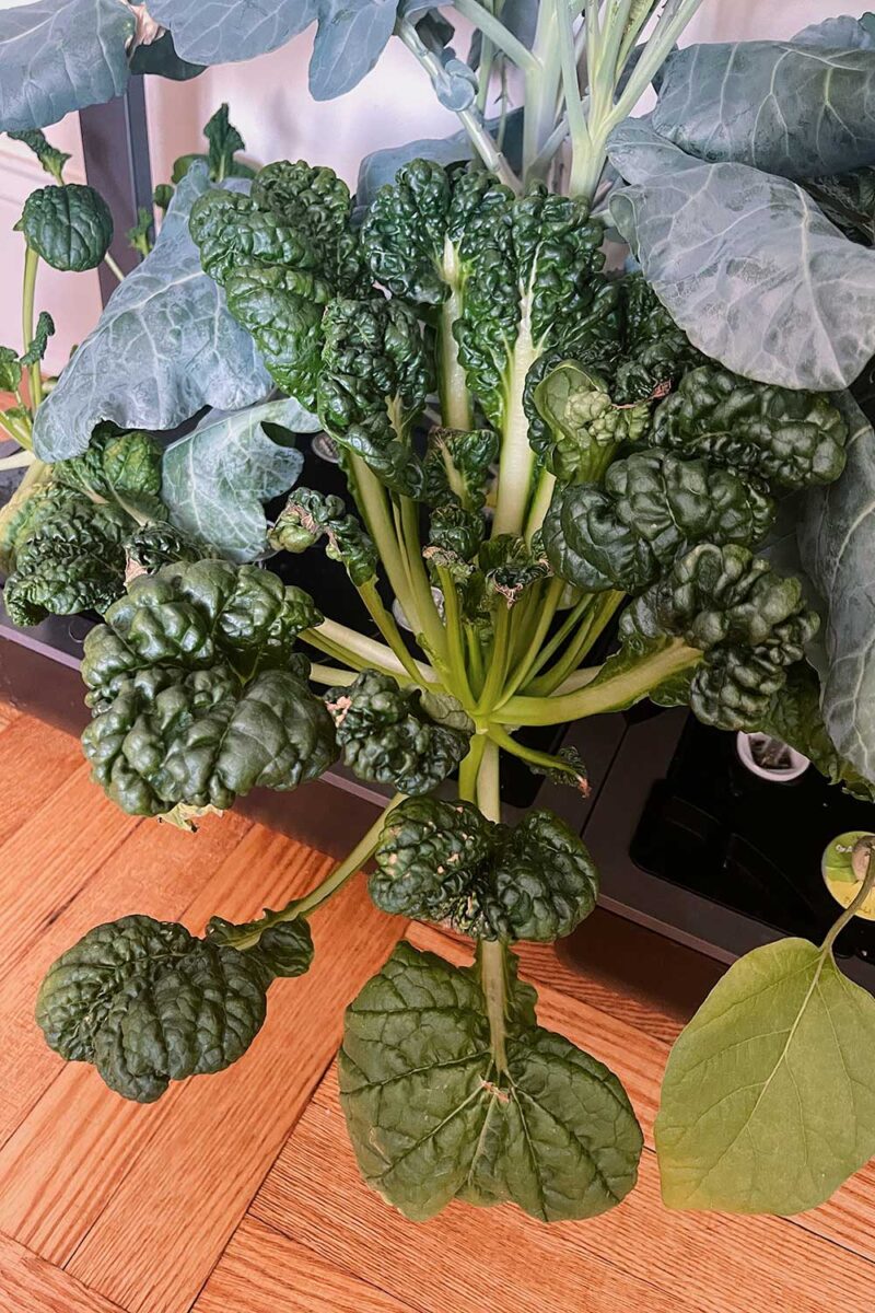 How to Grow Chijimisai Indoors