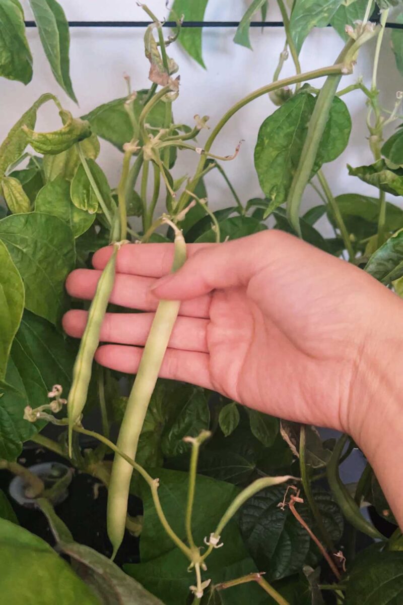 How to Grow Gold Rush Beans