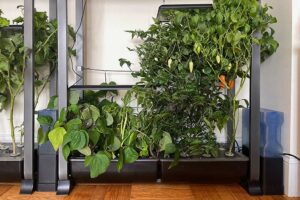 How to Grow Gold Rush Beans