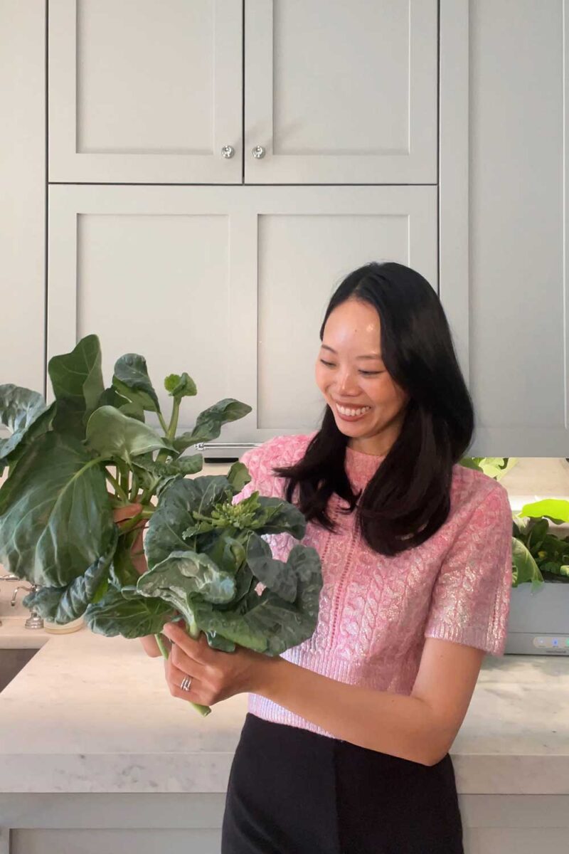 How to Grow Chinese Broccoli (Gai Lan)