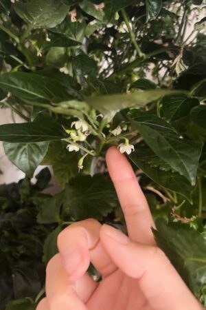 Growing Peppers Indoors: A Complete Guide