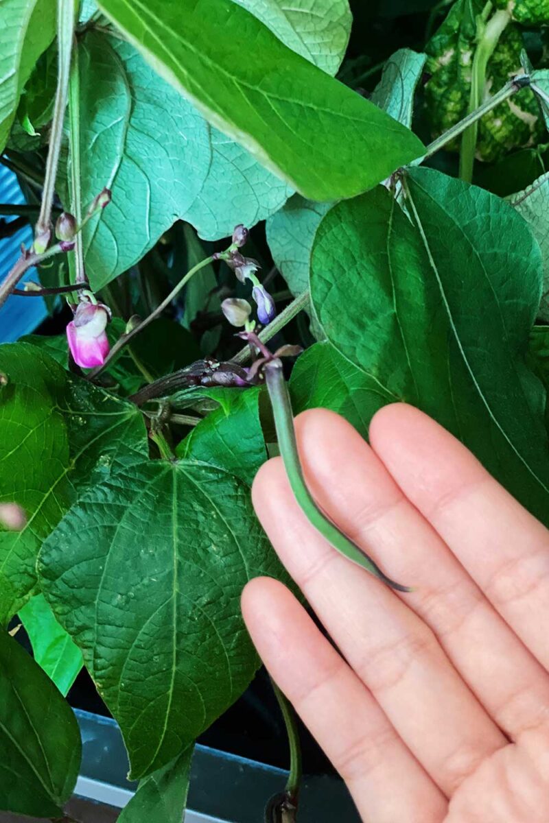 How to Grow Royal Burgundy Bush Beans