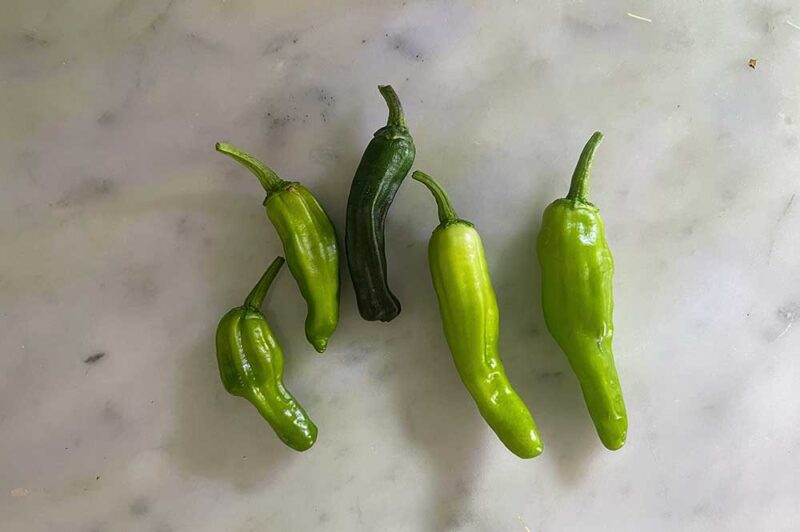 How to Grow Shishito Peppers Indoors