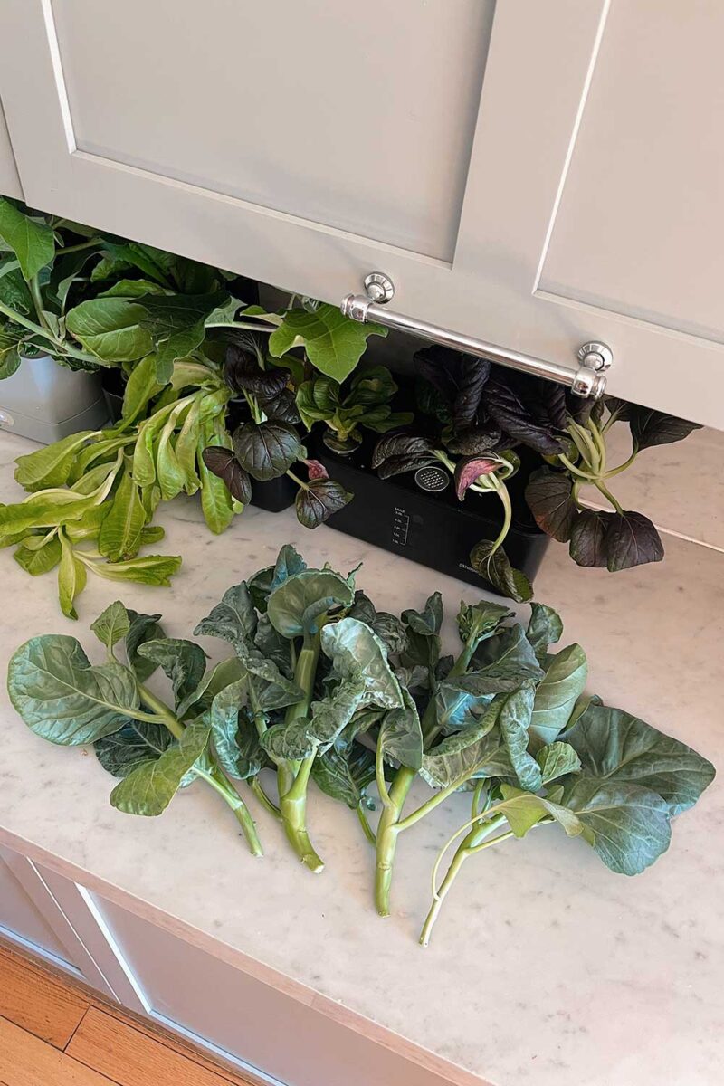 How to Grow Chinese Broccoli (Gai Lan)