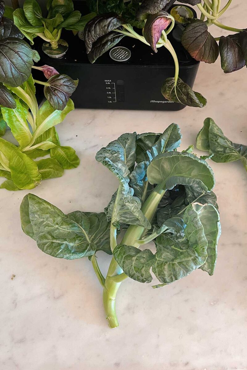 How to Grow Chinese Broccoli (Gai Lan)