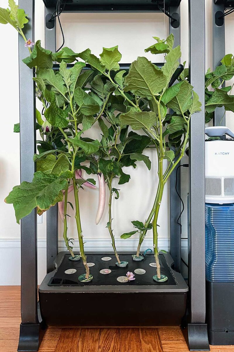 The Beginner's Guide to Hydroponics: Everything You Need to Know!