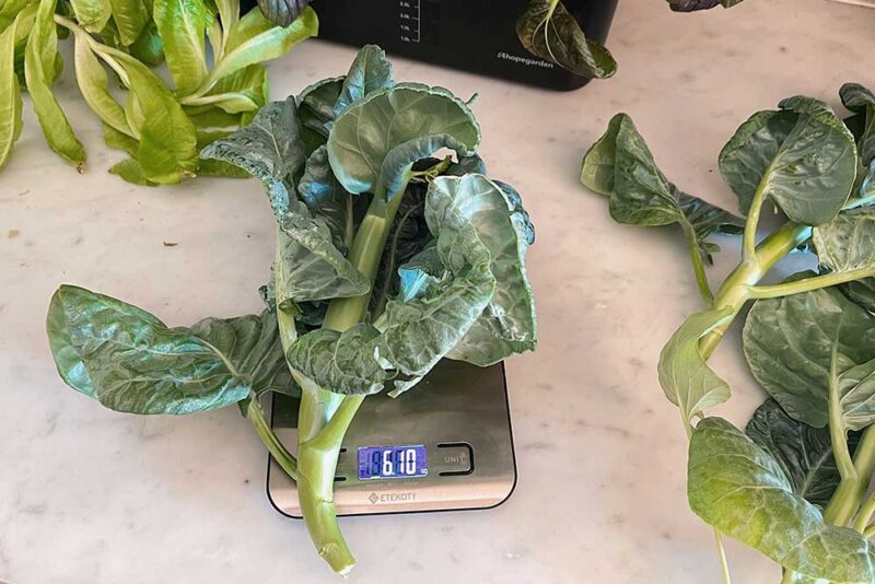 How to Grow Chinese Broccoli (Gai Lan)