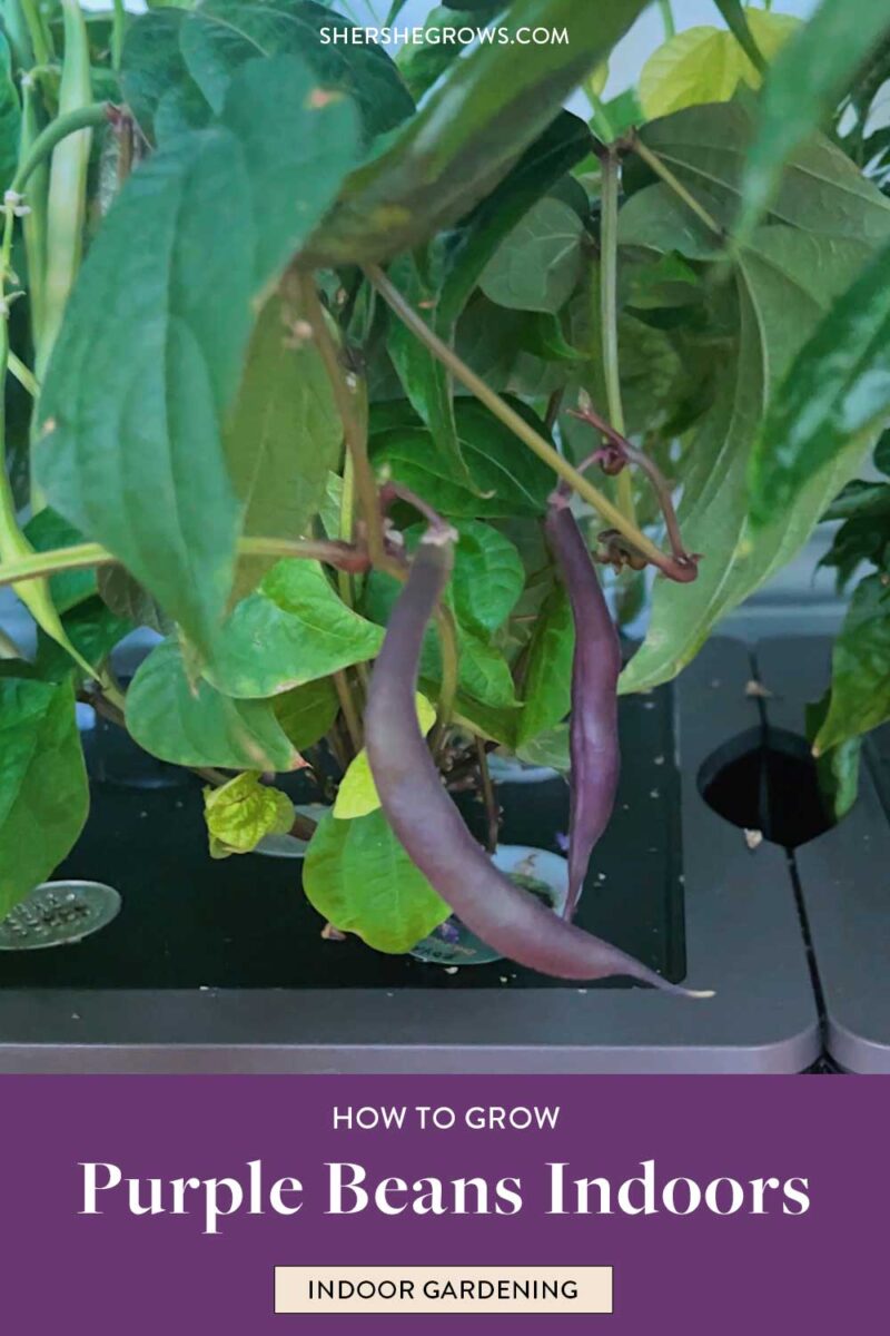How to Grow Royal Burgundy Bush Beans