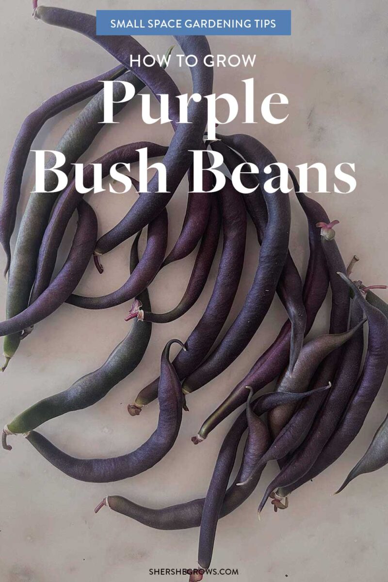 How to Grow Royal Burgundy Bush Beans