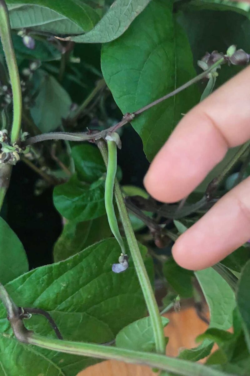 How to Grow Royal Burgundy Bush Beans