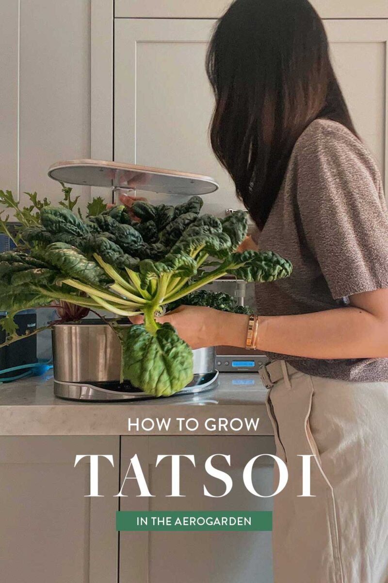 How to Grow Tatsoi Indoors