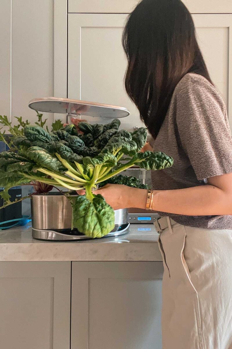 How to Grow Tatsoi Indoors