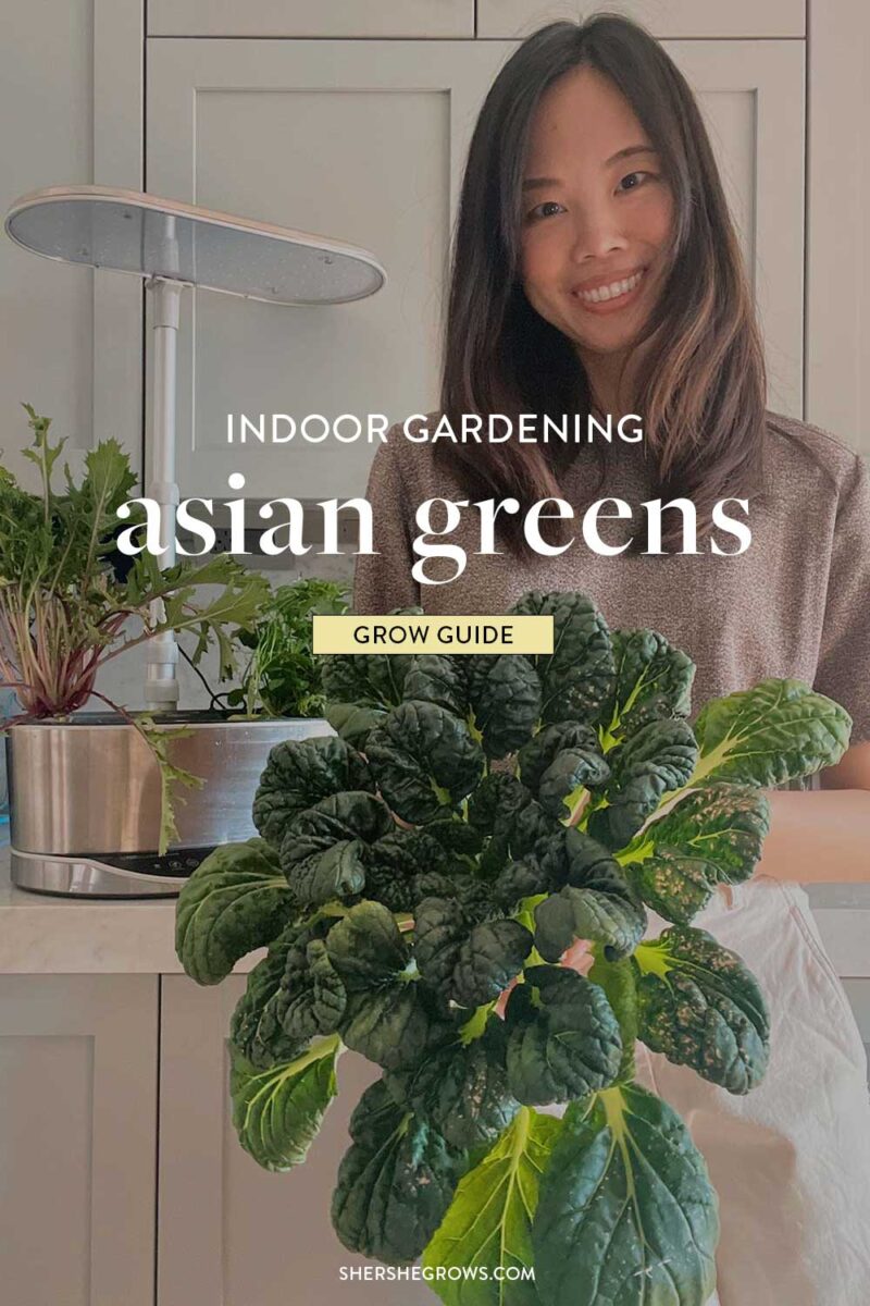 How to Grow Tatsoi Indoors