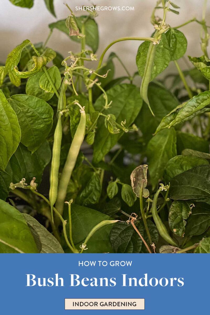 How to Grow Gold Rush Beans