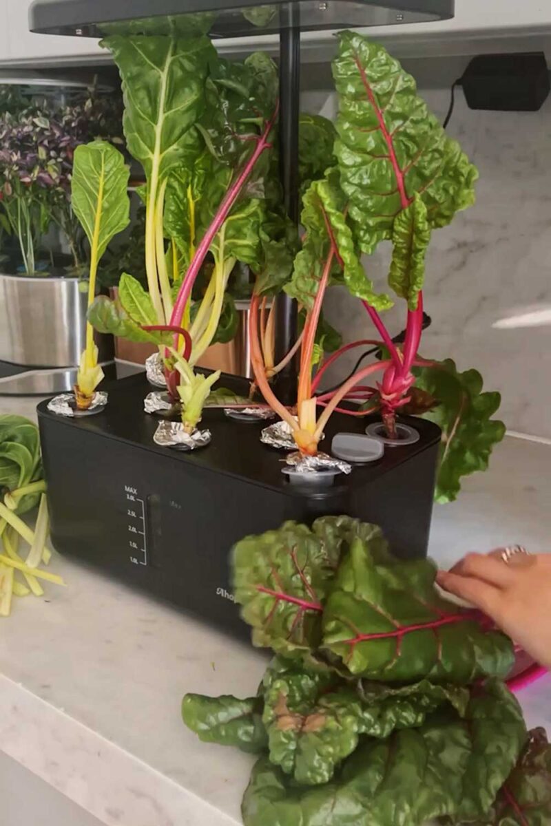 How to Grow Swiss Chard Indoors