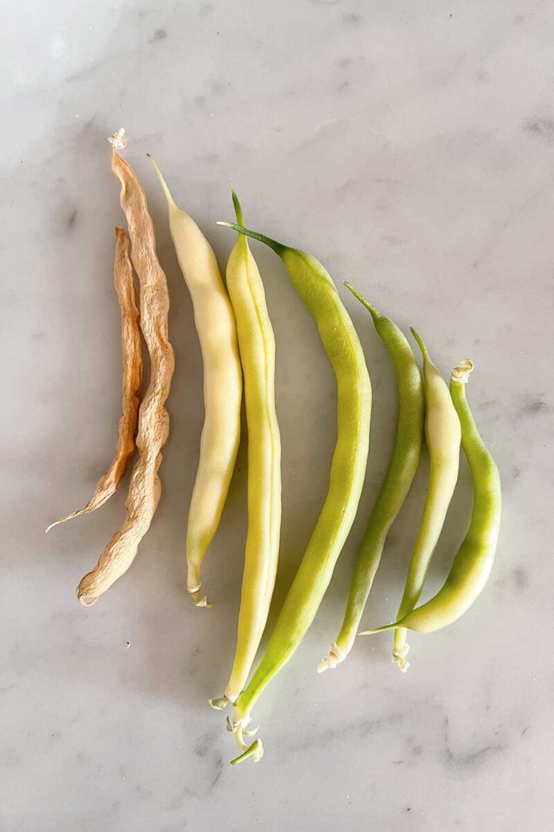 How to Grow Gold Rush Beans