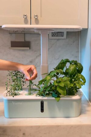How to Start an Indoor Garden, the easy way!