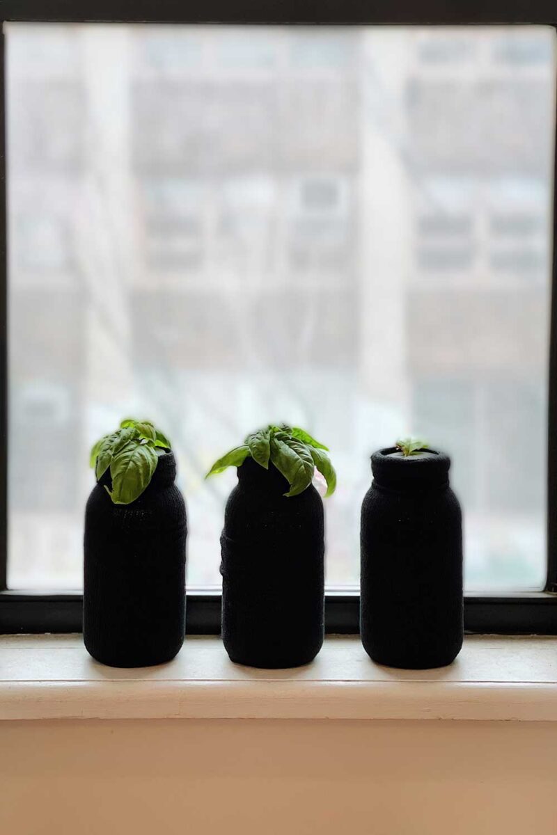 How to Set Up a Kratky Mason Jar Hydroponic System