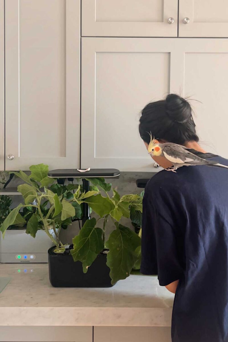 Is Aerogarden Worth the $? Calculating ROI