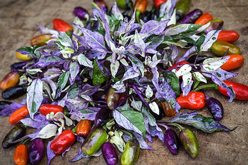 The Prettiest Ornamental Peppers You Should Grow