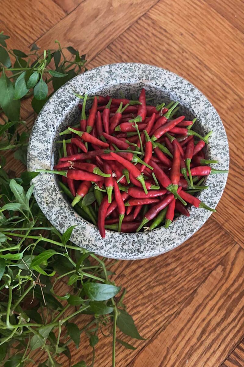 Growing Peppers Indoors: A Complete Guide