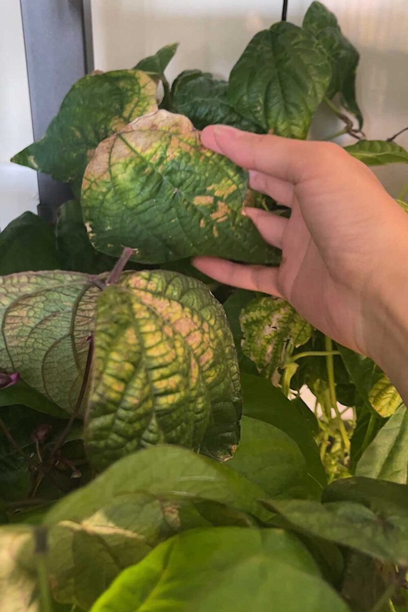10 Tips for Growing Green Beans in the Aerogarden