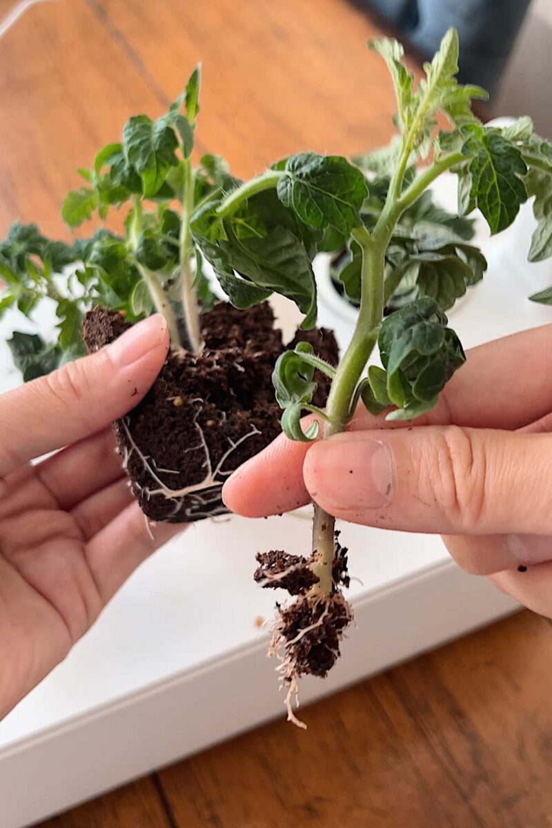 Click & Grow Review: Is the Smart Garden Worth It?
